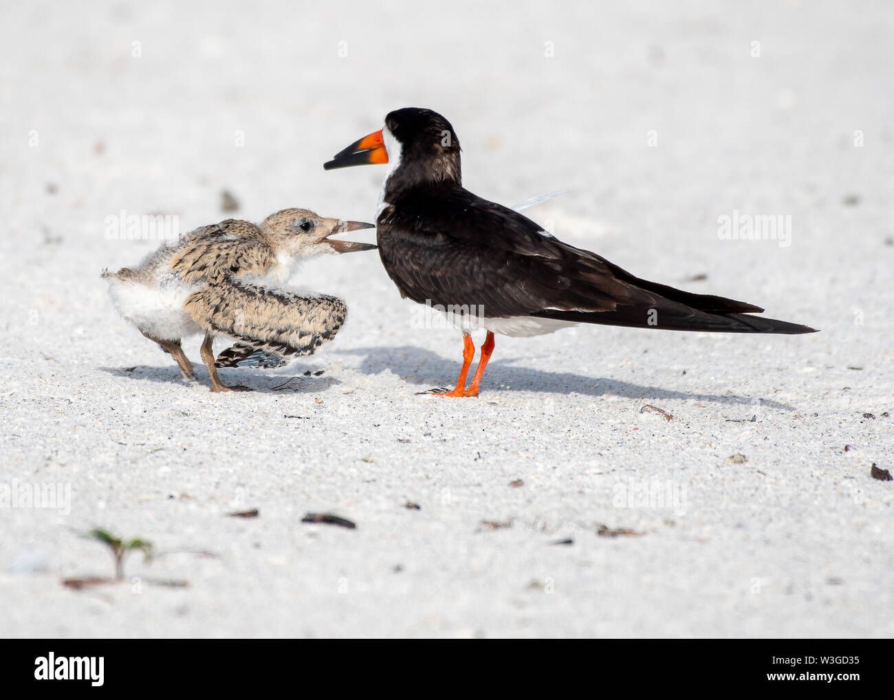 Close up of a black skimmer chick running on the beach Stock Photo - Alamy