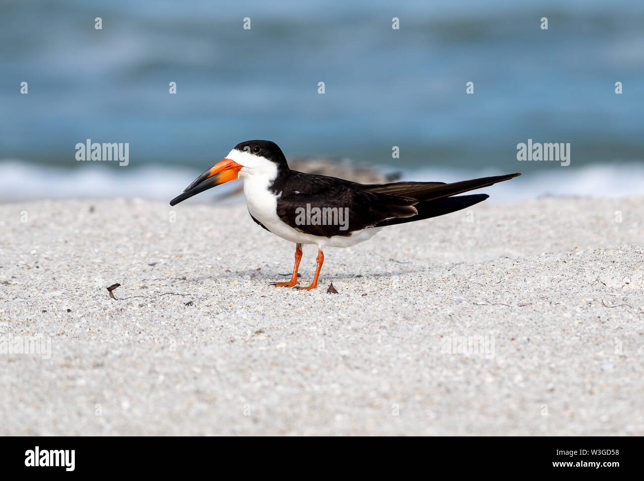 Black skimmer on the beach in Florida Stock Photo - Alamy