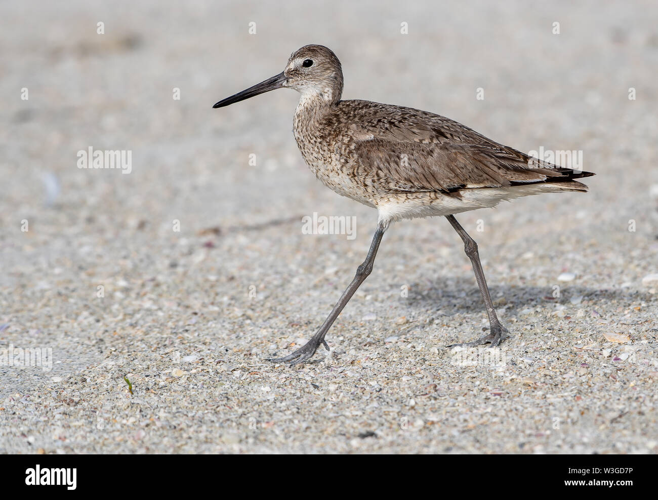 Willet on a beach hi-res stock photography and images - Alamy