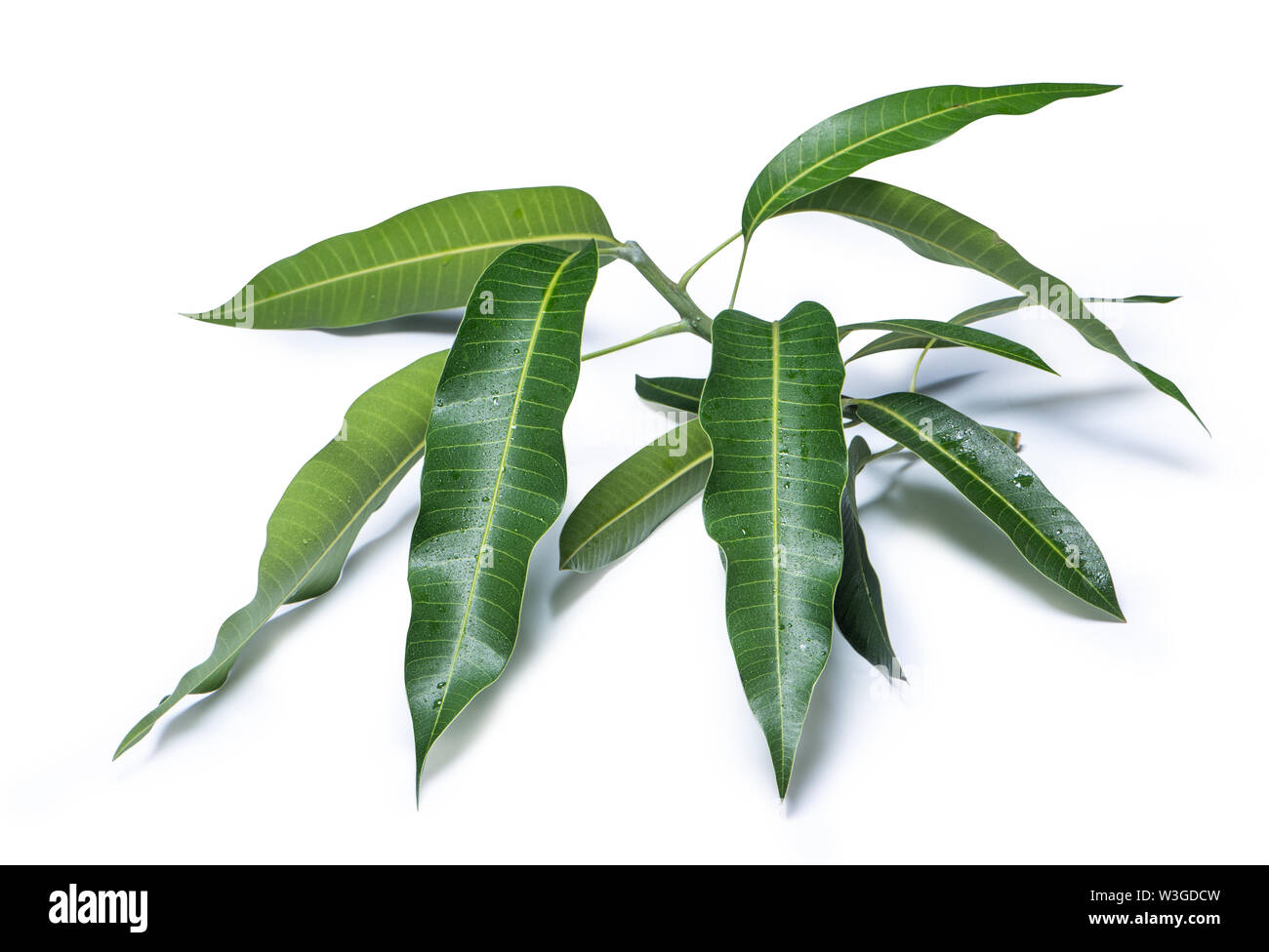 Green fresh mango leaves isolated on white background, beautiful vein ...