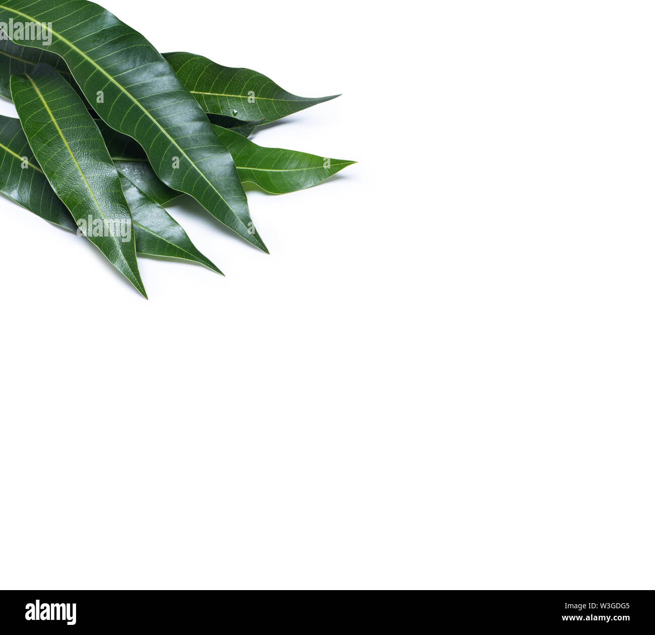 Green fresh mango leaves isolated on white background, beautiful vein ...