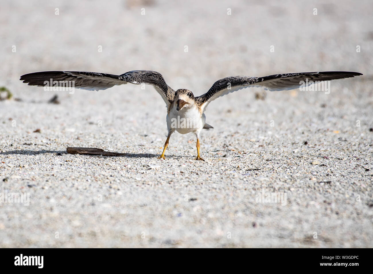 Learn to fly hi-res stock photography and images - Alamy