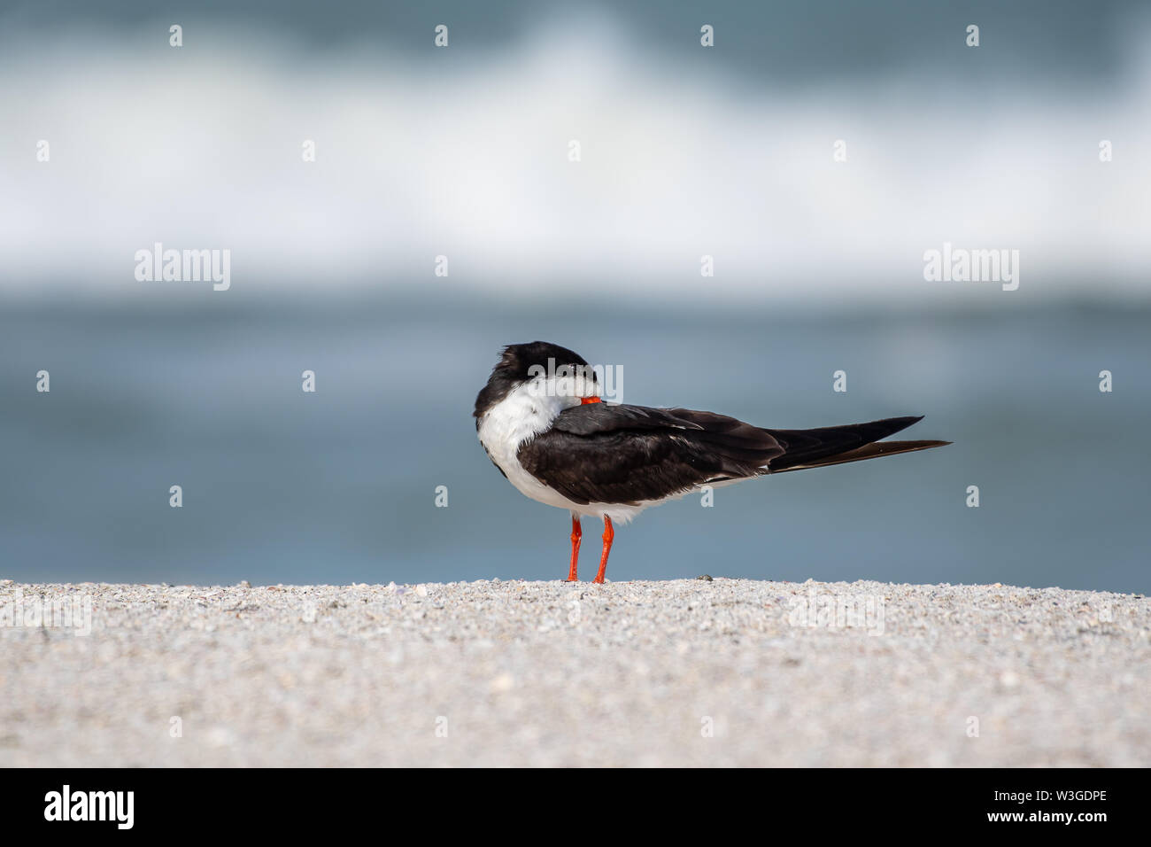 Skimmer florida hi-res stock photography and images - Alamy