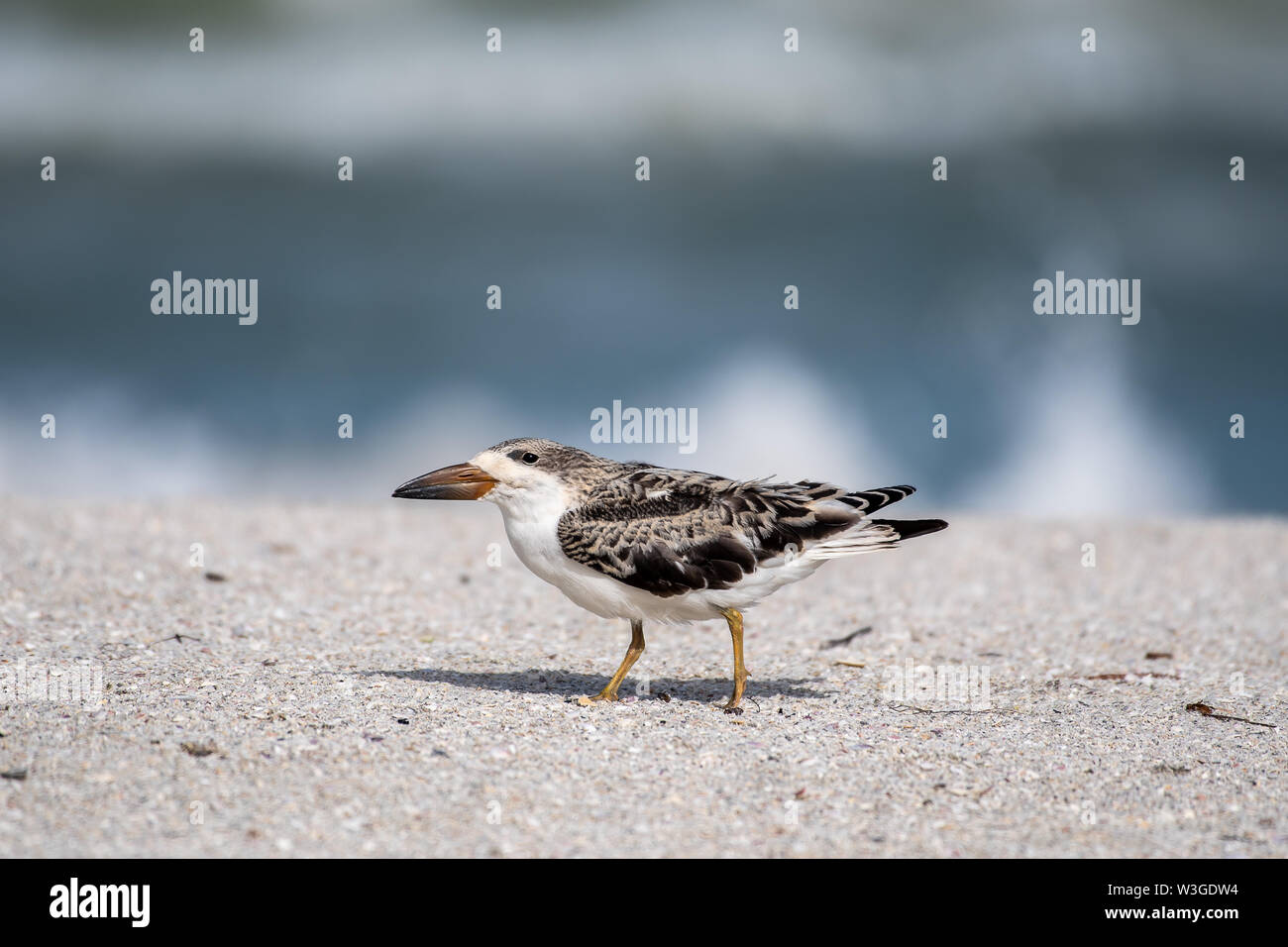 Young skimmer chick walks on the beach Stock Photo - Alamy