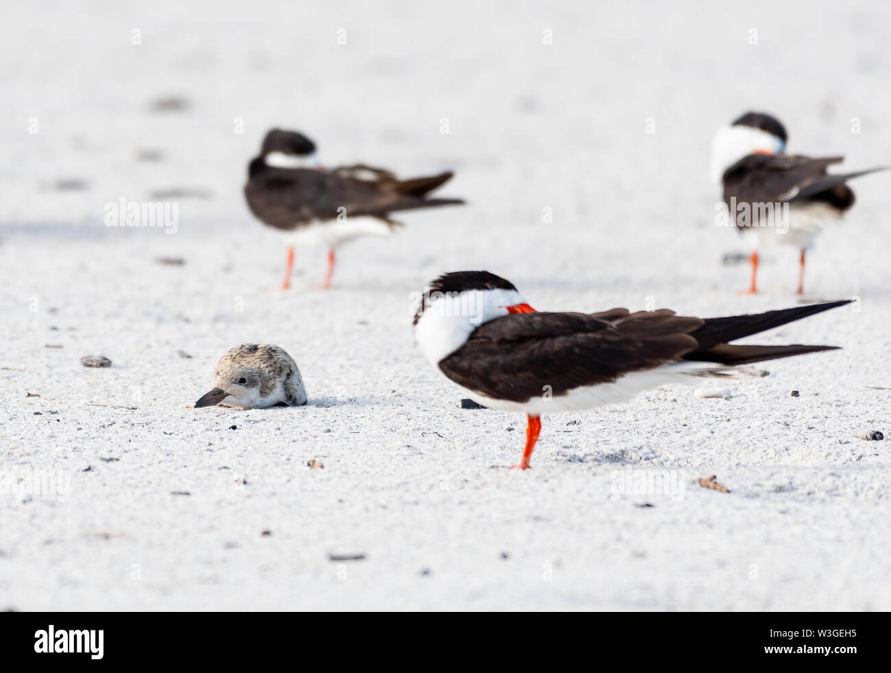 nesting Black skimmers on the beach in Florida, USA Stock Photo - Alamy