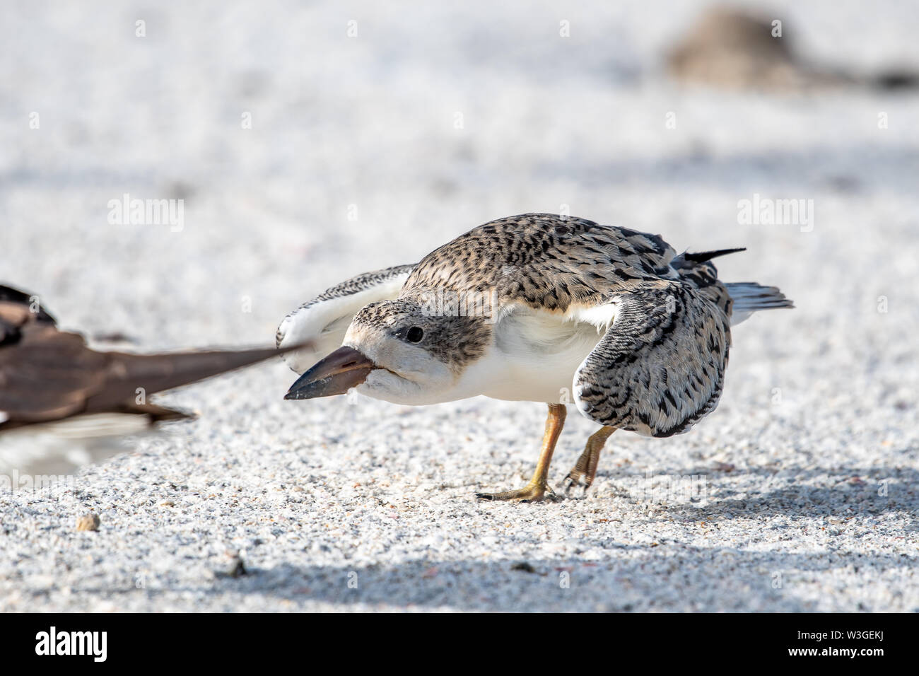 Close up of a black skimmer chick running on the beach Stock Photo - Alamy