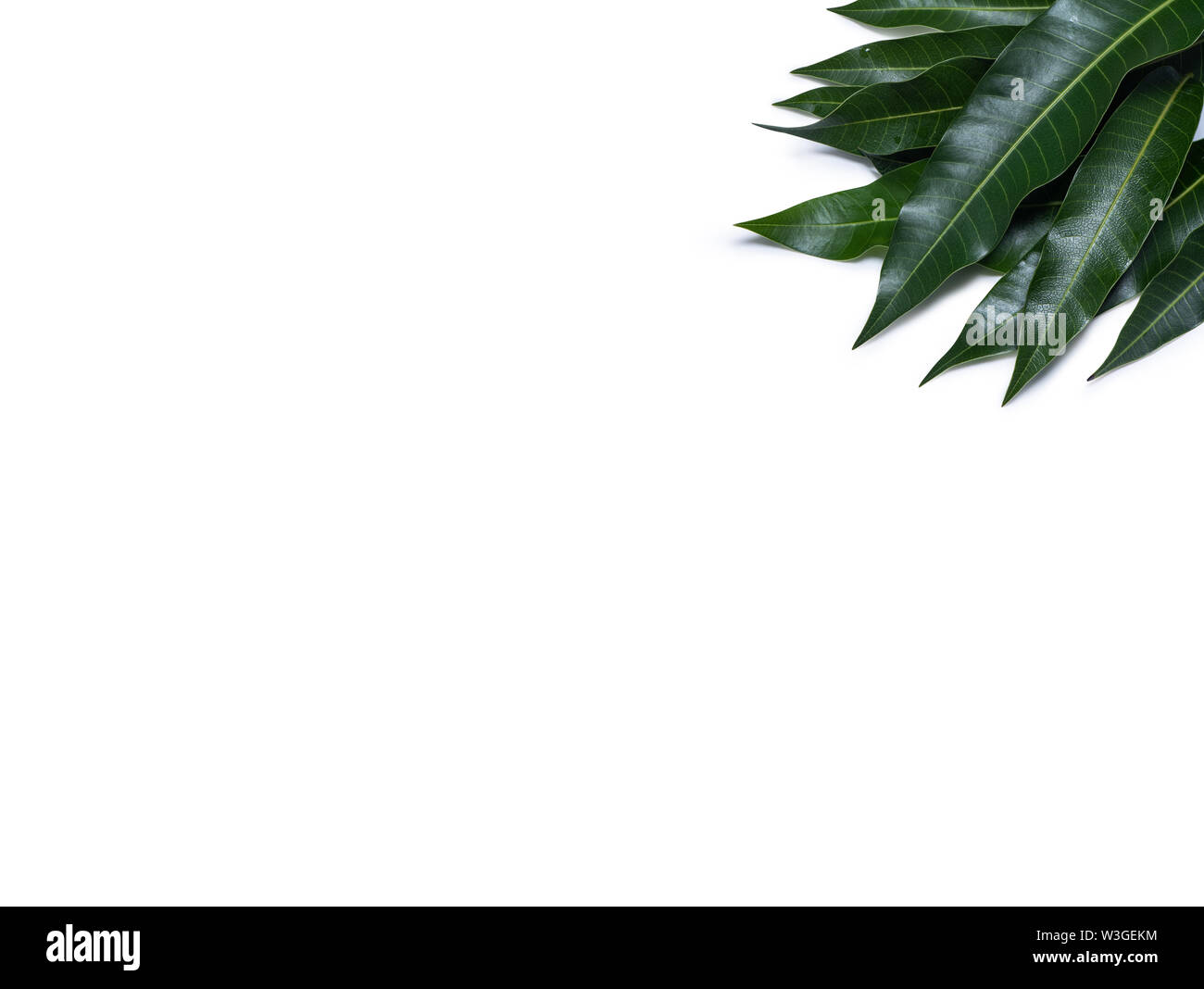 Green fresh mango leaves isolated on white background, beautiful vein ...