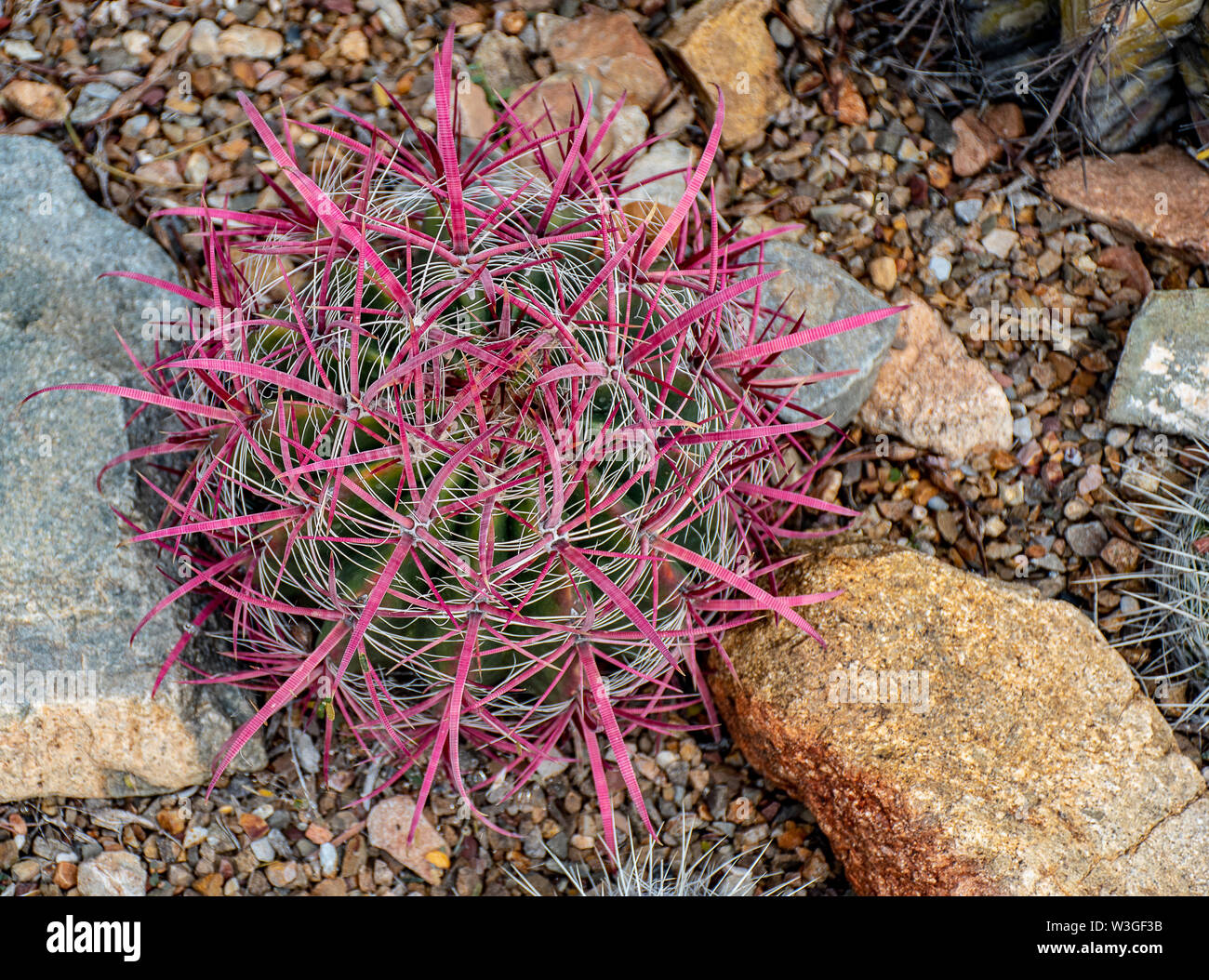 Pink pine needles hi-res stock photography and images - Alamy