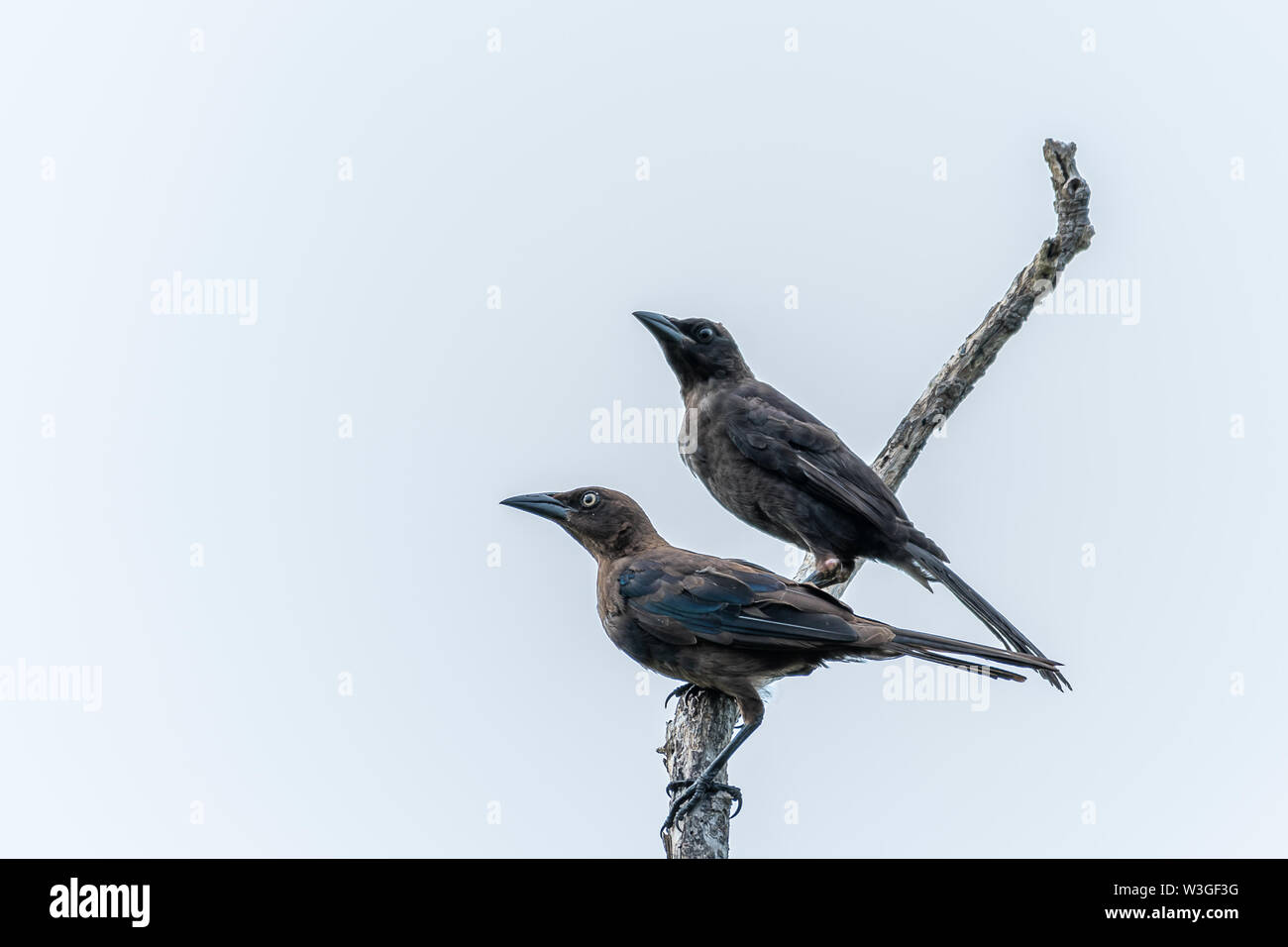 Perched crows hi-res stock photography and images - Alamy