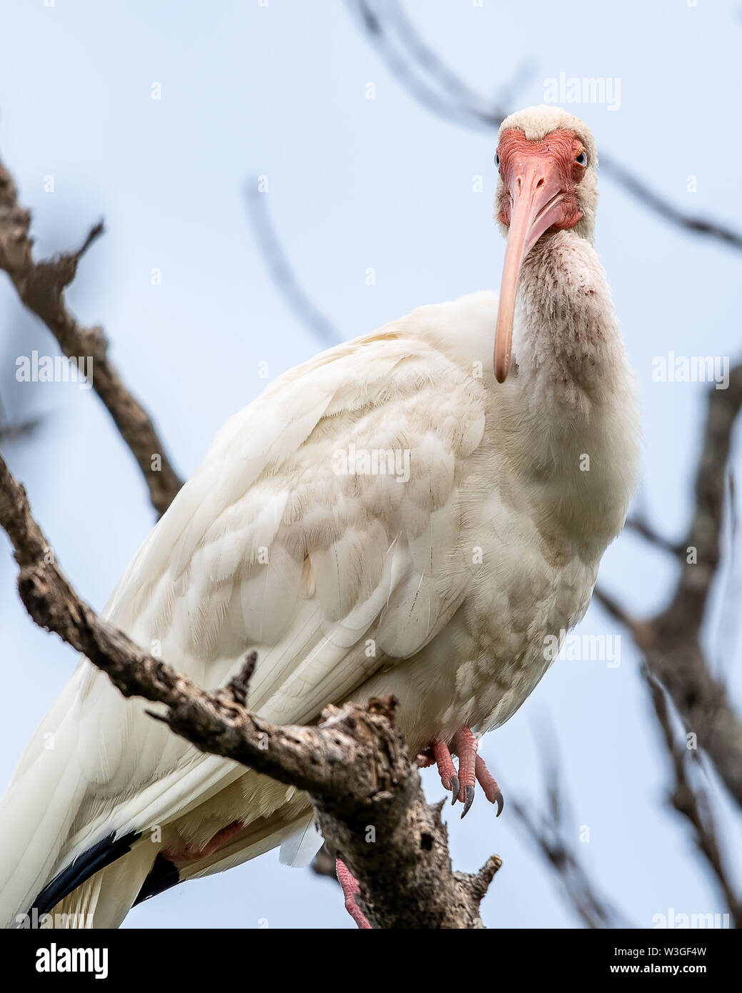 Florida has large white birds with log curved beak called ibis Stock ...