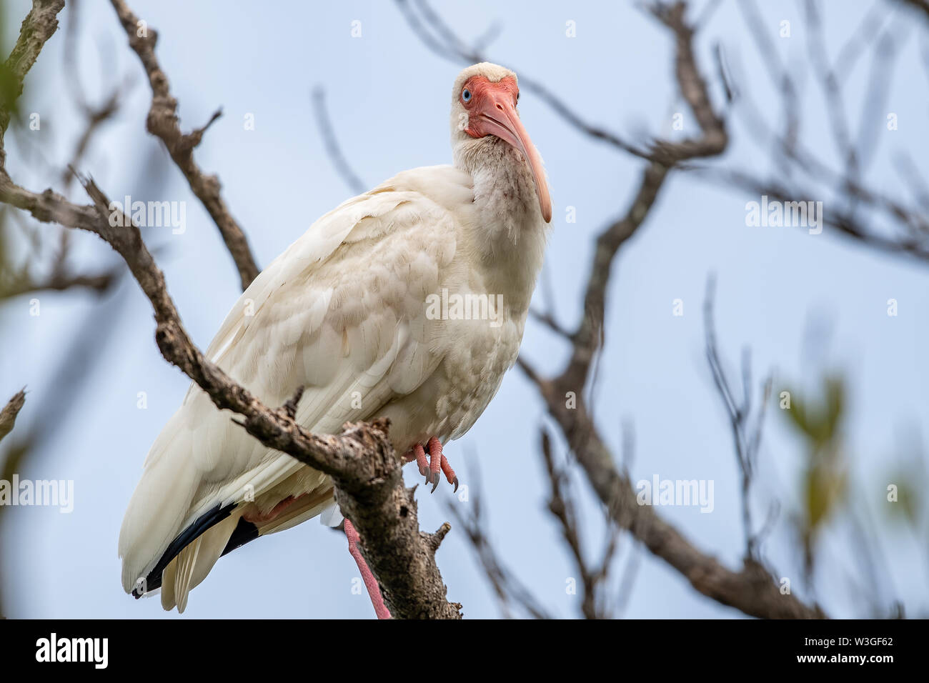 White ibis tree hi-res stock photography and images - Alamy