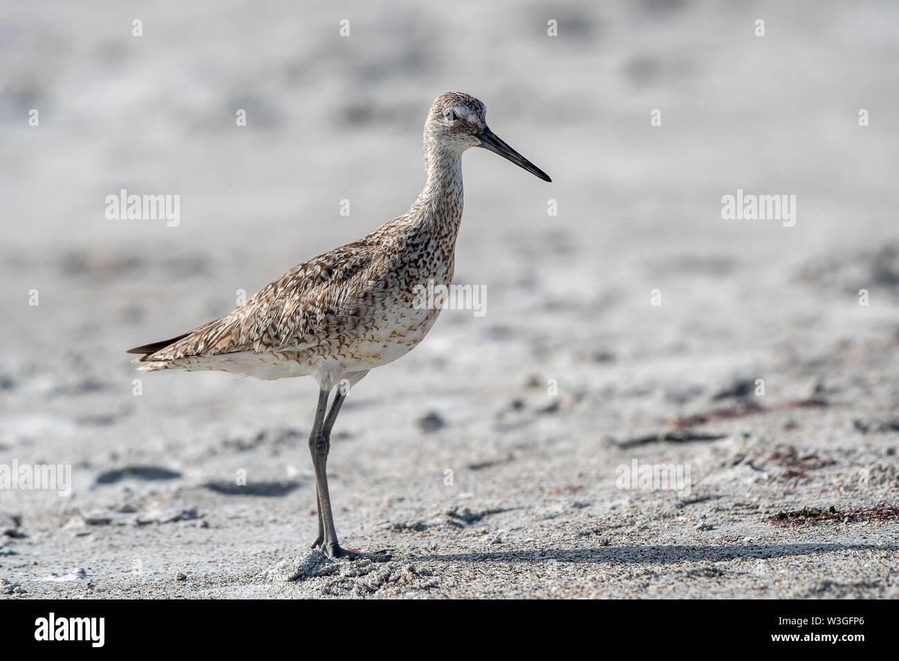 Willet on white hi-res stock photography and images - Alamy