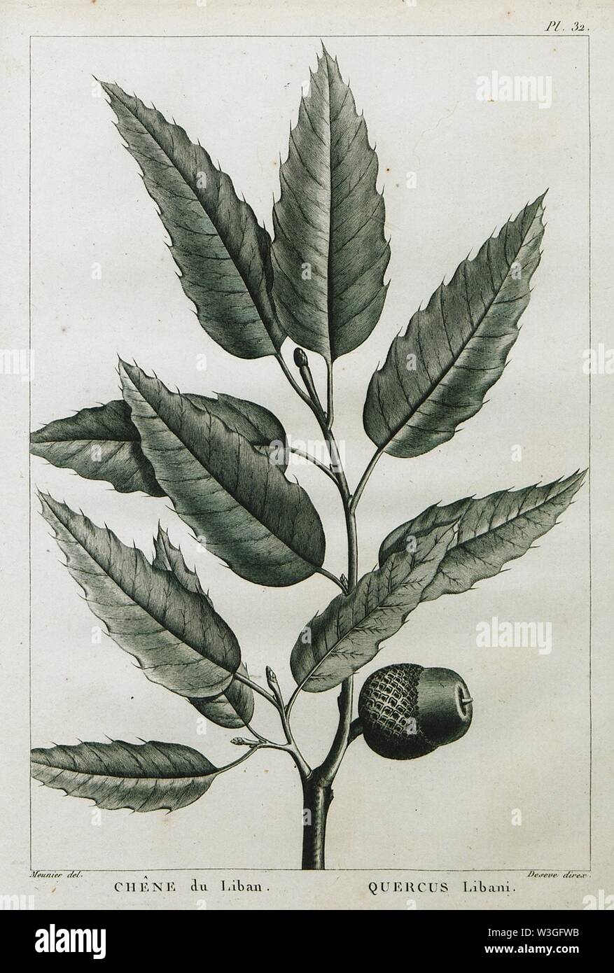 Chêne du Liban Quercus Libani - Olivier Guillaume Antoine - 1801 Stock ...