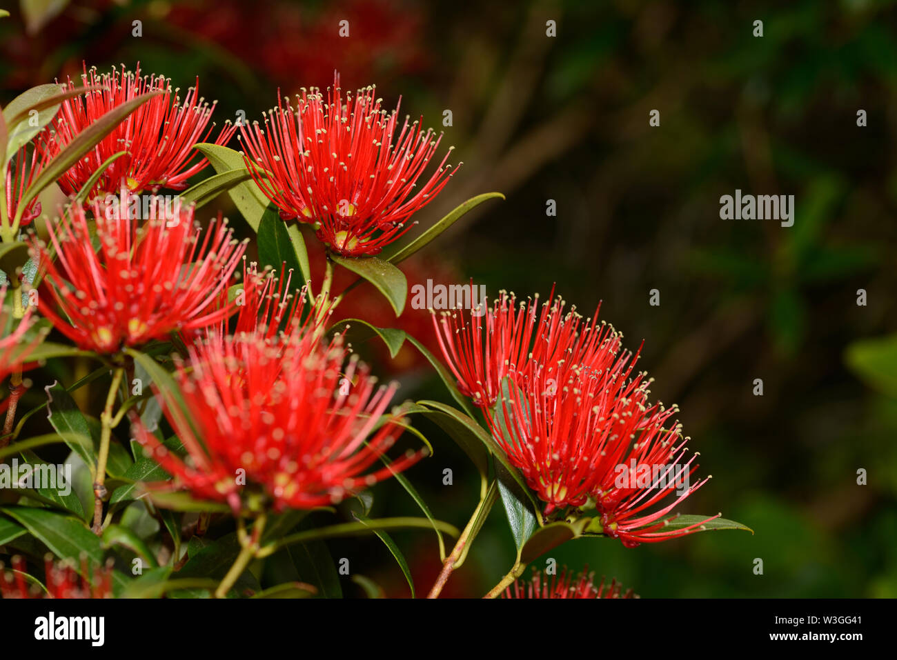 Rata tree hi-res stock photography and images - Alamy