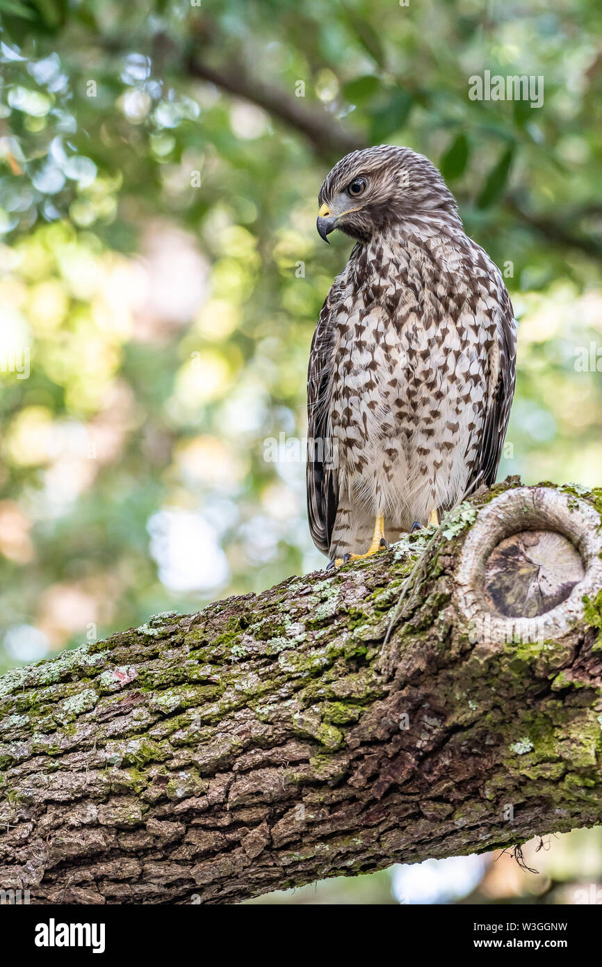 Cooper's hawk spots something on the ground Stock Photo - Alamy