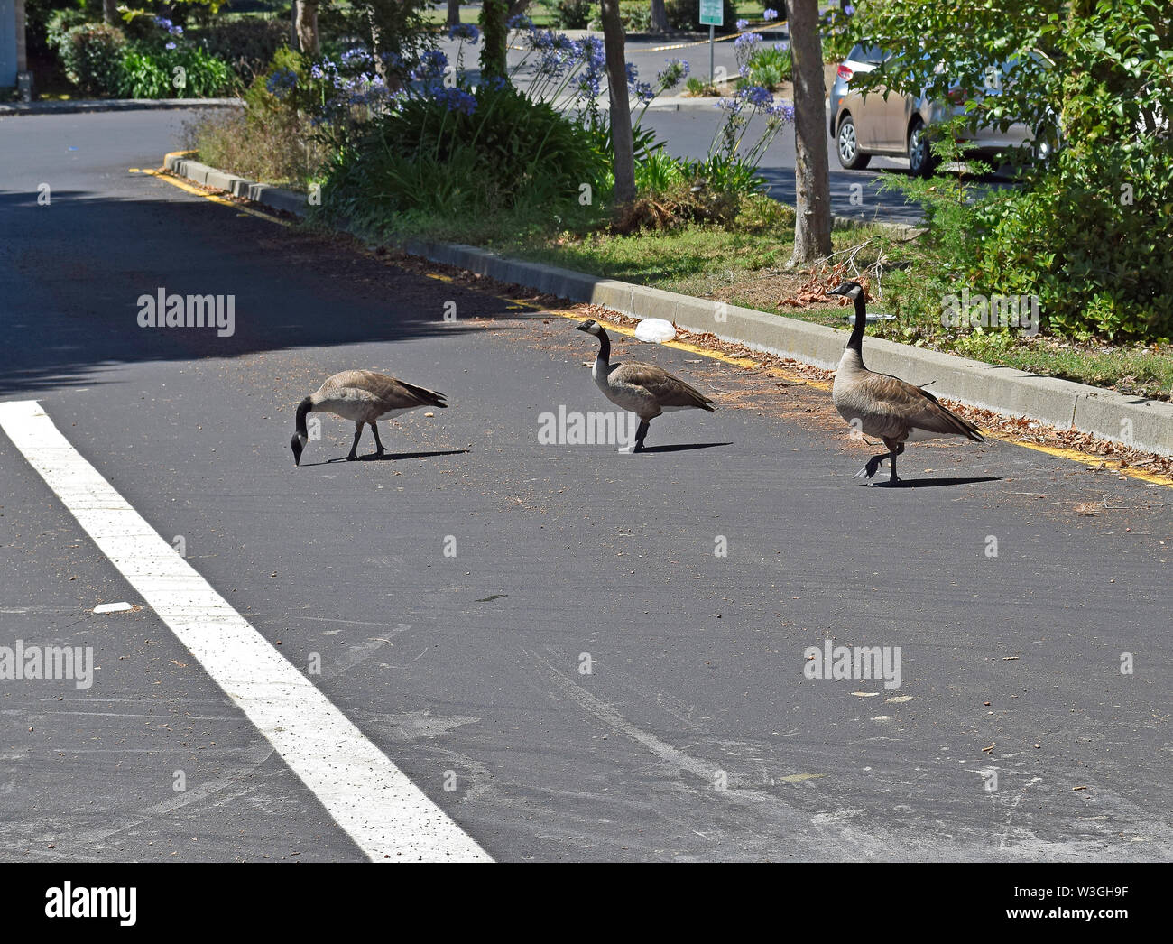 Canada geese crossing road hi-res stock photography and images - Alamy
