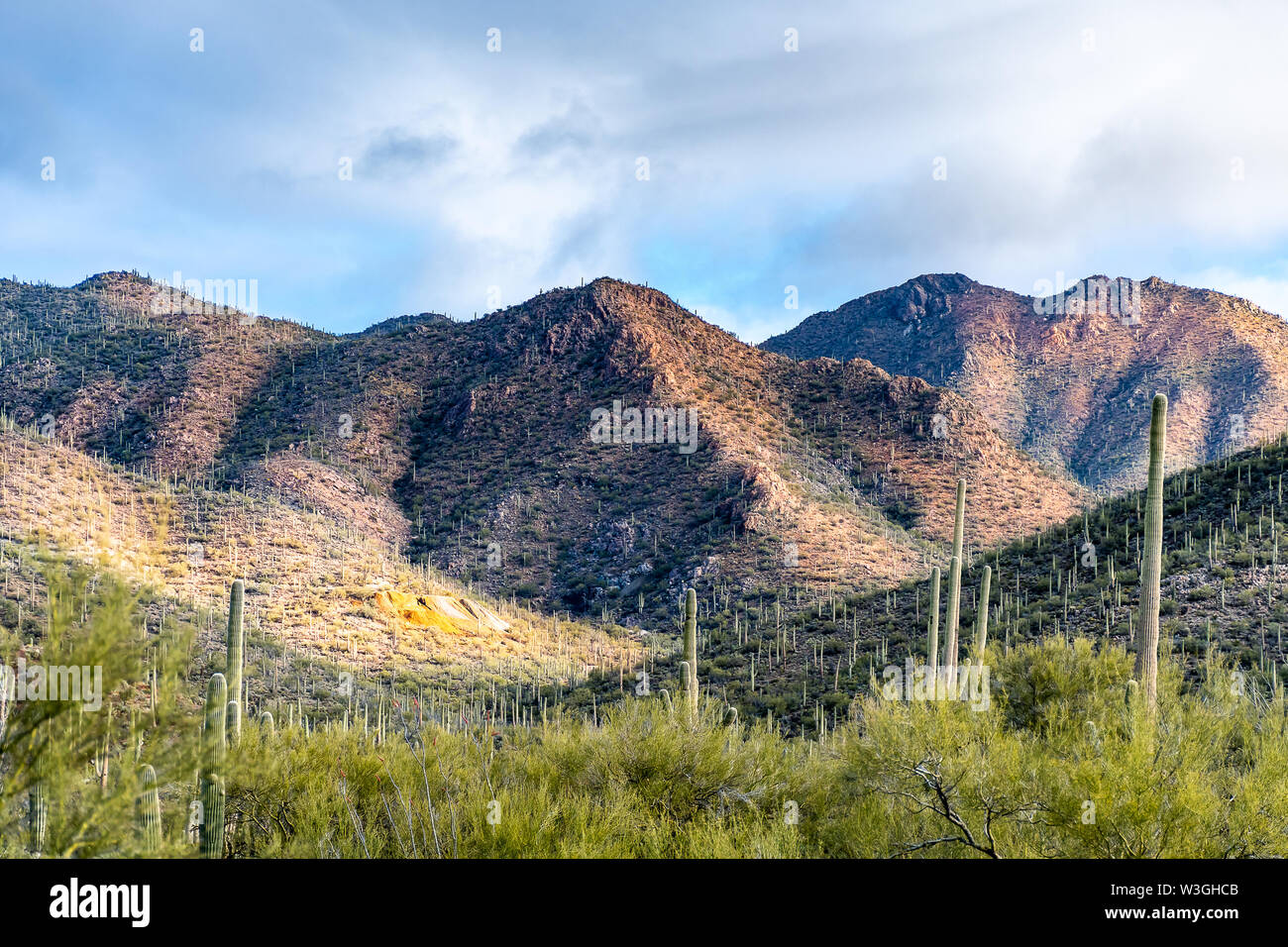 Arizona landscape with cacti hi-res stock photography and images - Alamy