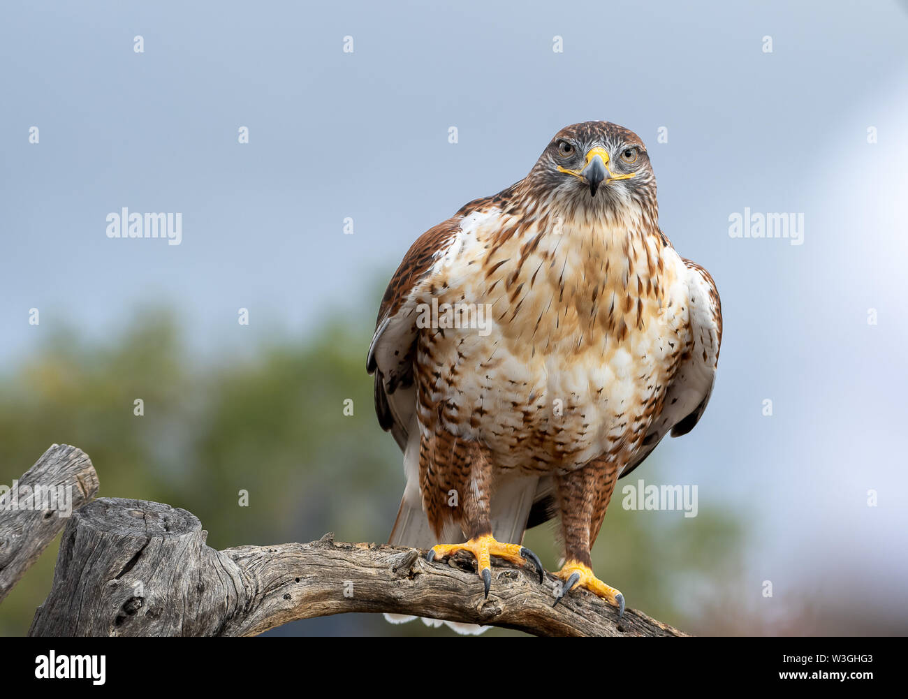 Red shouldered hawk hunting hi-res stock photography and images - Alamy