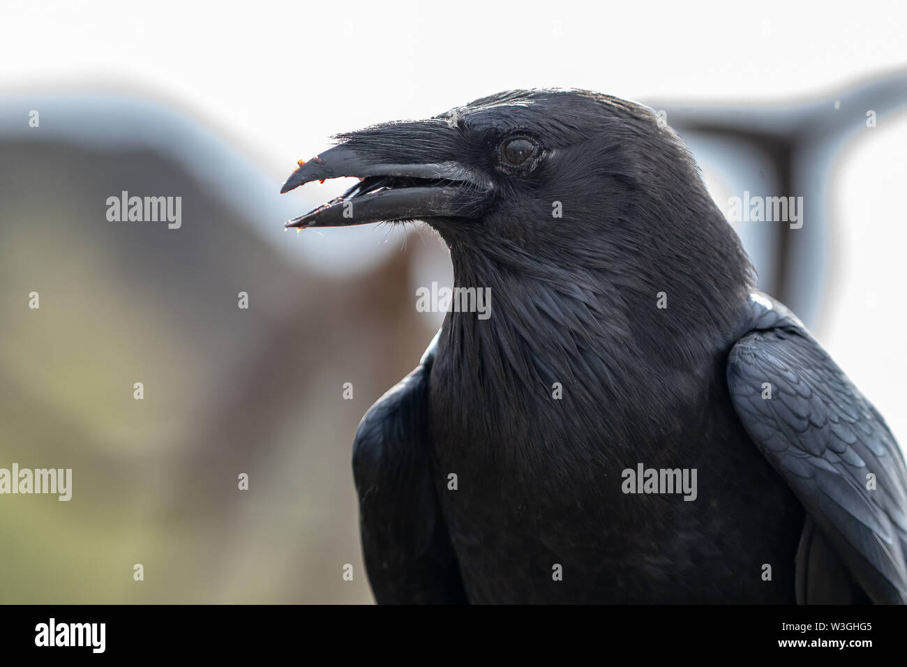 Crow scavenger hi-res stock photography and images - Alamy