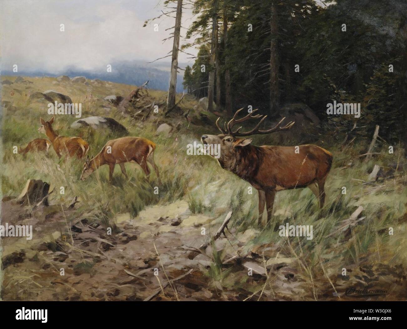 Christoffer Drathmann Röhrender Hirsch und Rehe am Waldrand Stock Photo ...