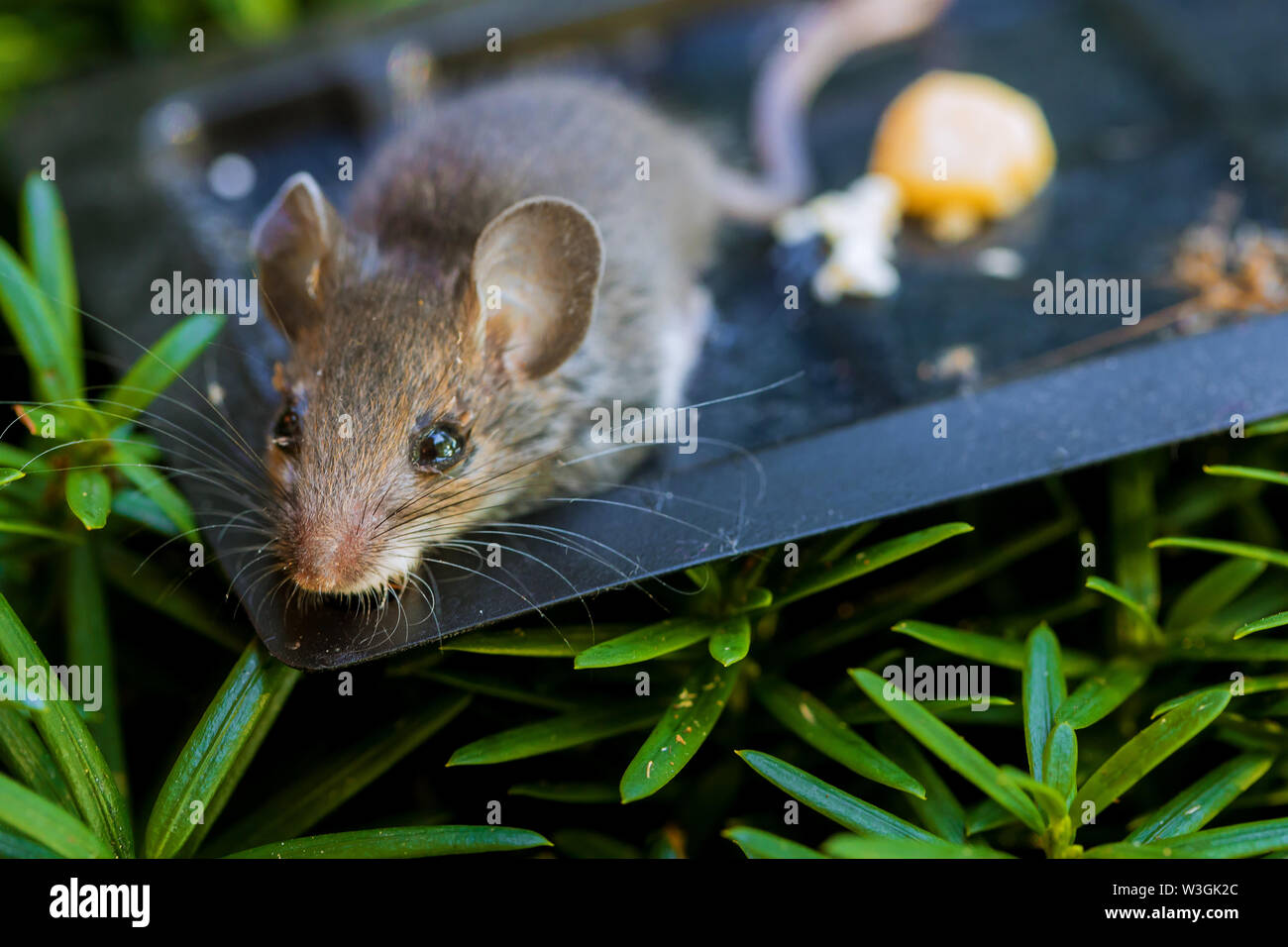 Mouse killed in a mouse clue tray trap on wooden floor in home Stock ...