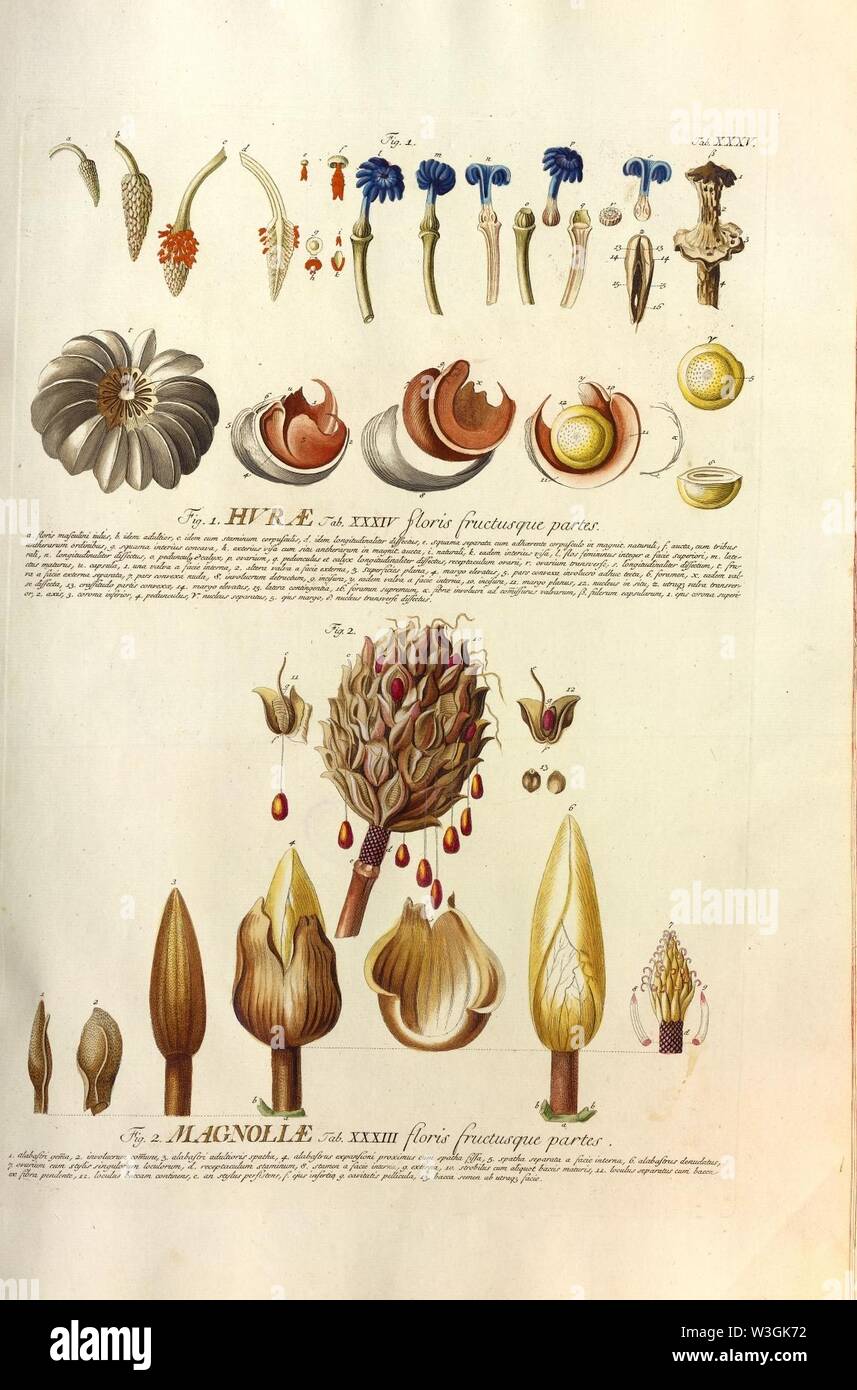 Christoph Jakob Trew - Plantae selectae quarum imagines ad exemplaria ...