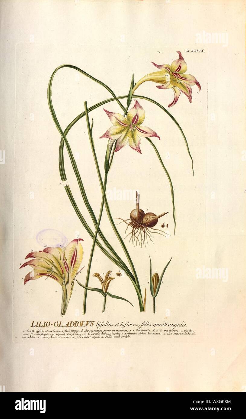 Christoph Jakob Trew - Plantae selectae quarum imagines ad exemplaria ...