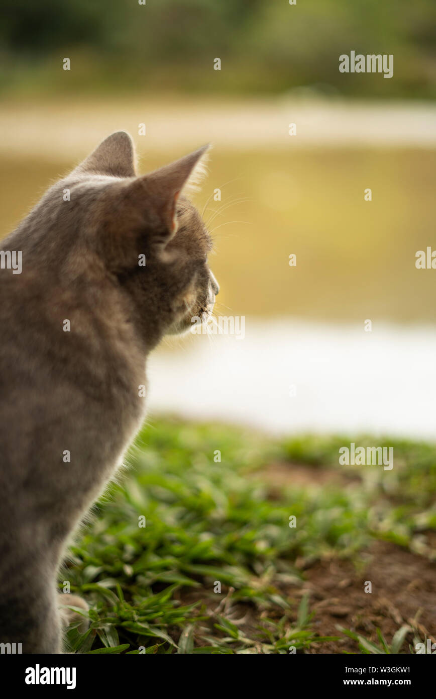 Cute cat at the lake looking horizon Stock Photo - Alamy