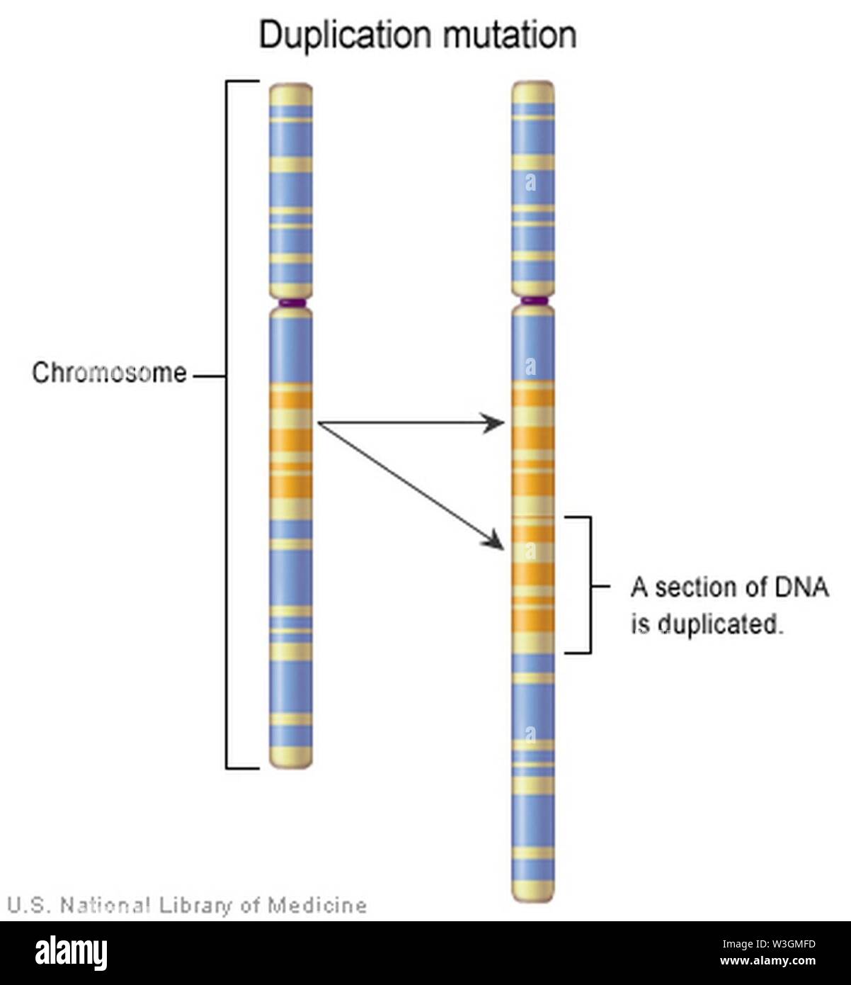 Chromosomal Mutation Duplication