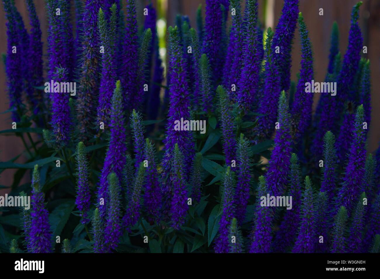 Purplish Blue Veronica Perennials in the Garden in Reading ...