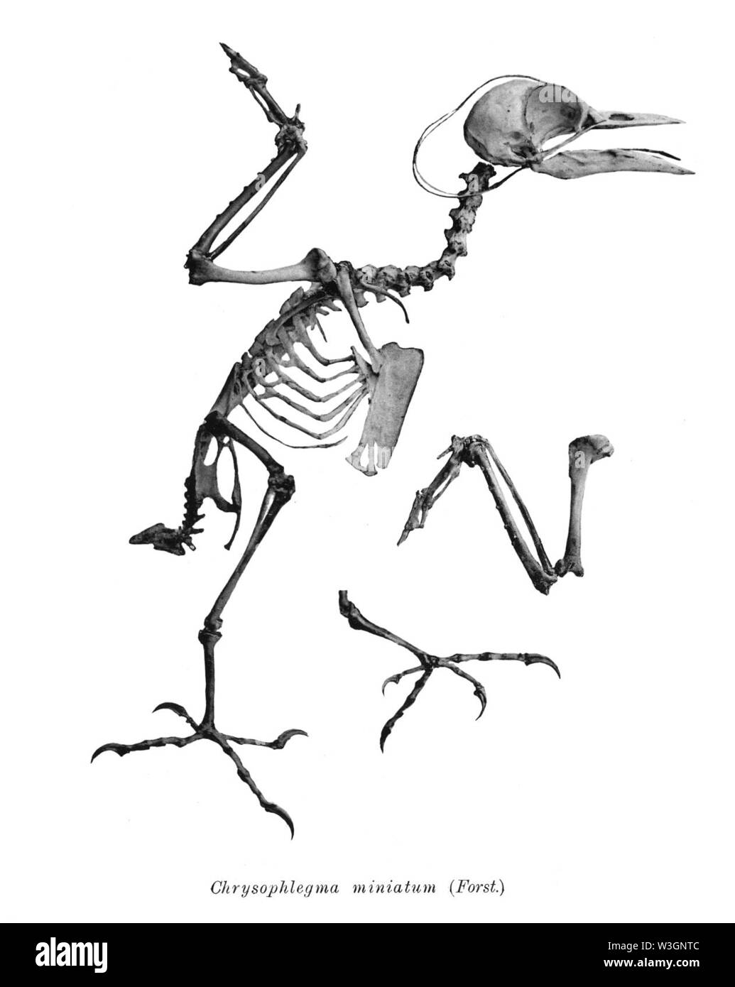 Miniatum hi-res stock photography and images - Alamy