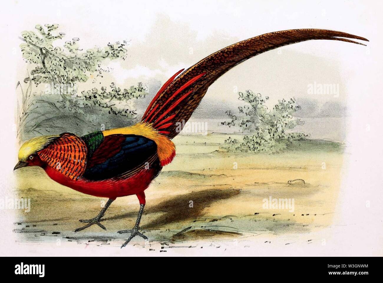 Chrysolophus pictus 1869 Stock Photo - Alamy
