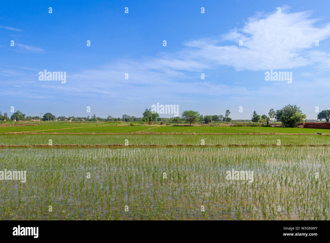 Paddy farming hi-res stock photography and images - Alamy