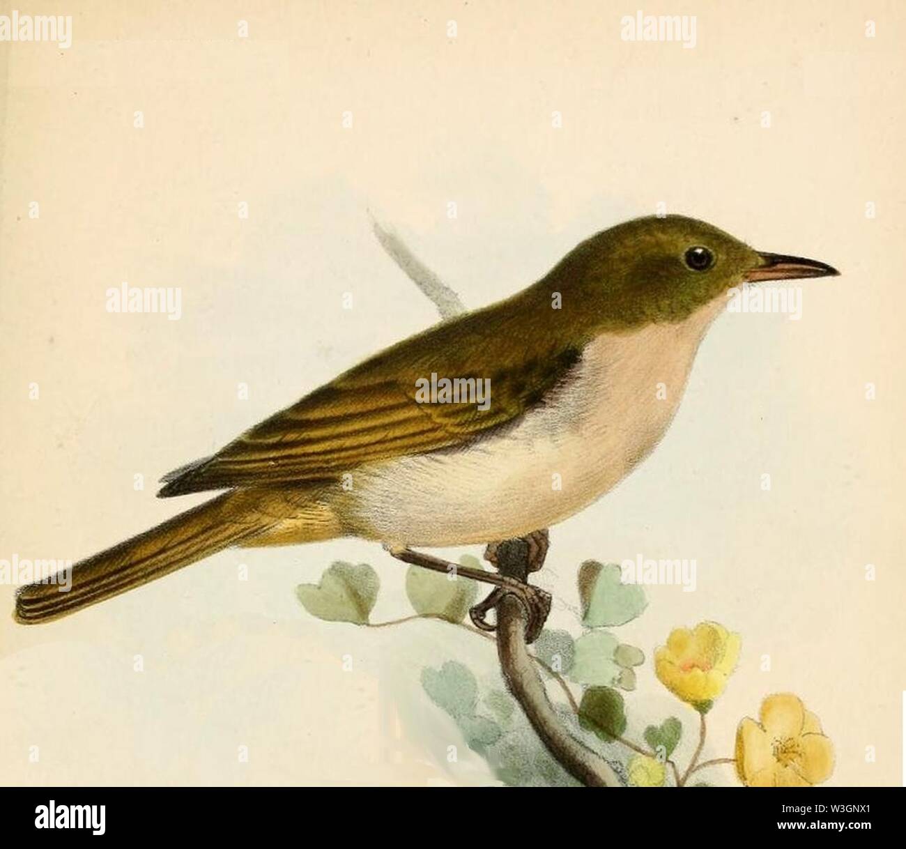 Salmoni hi-res stock photography and images - Alamy