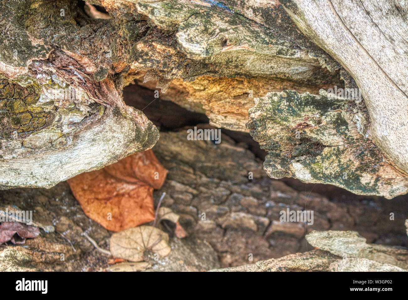 Inside a rotten tree hi-res stock photography and images - Alamy