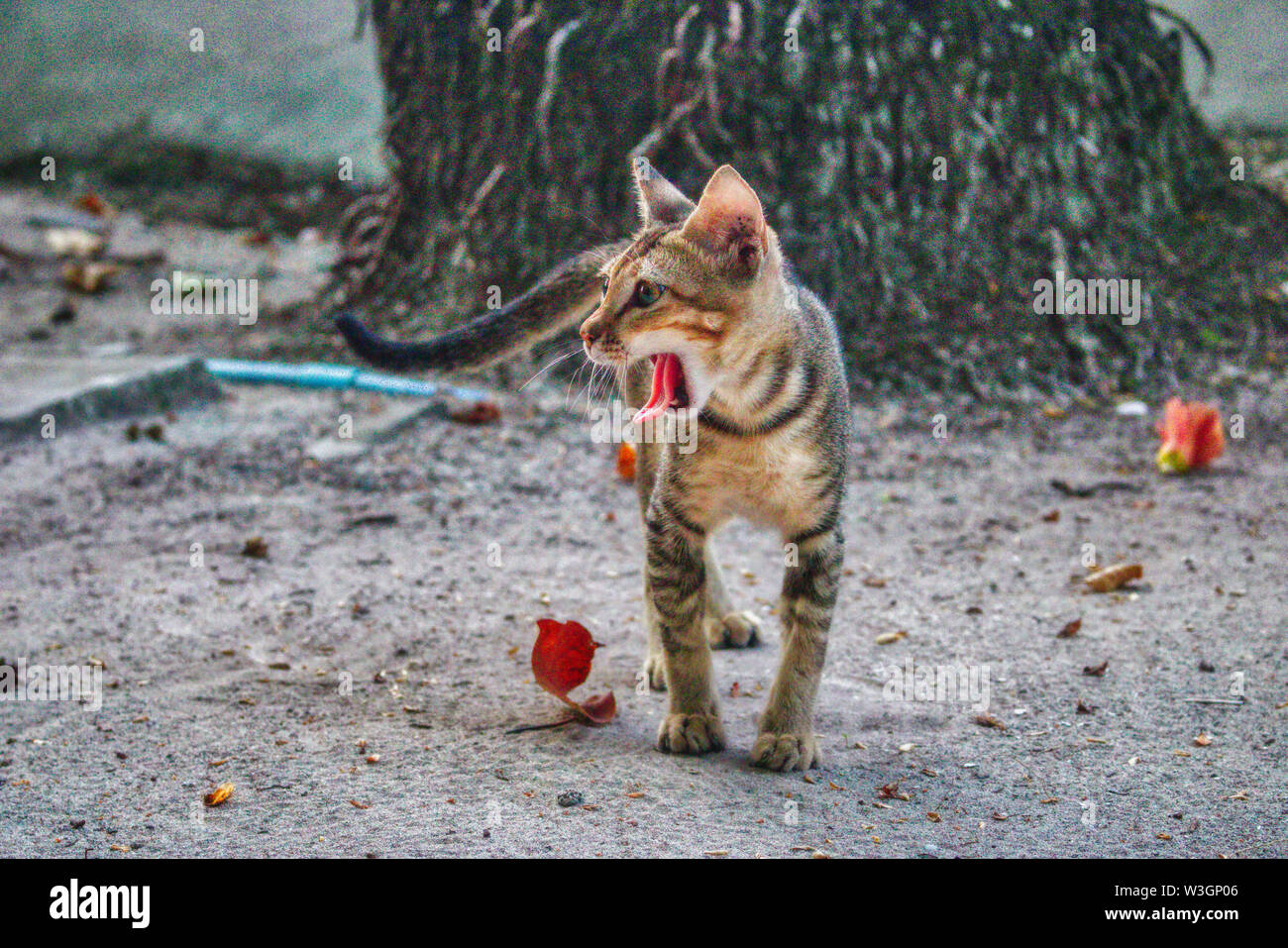 This unique photo shows a wild young cat in the sand. This picture was ...