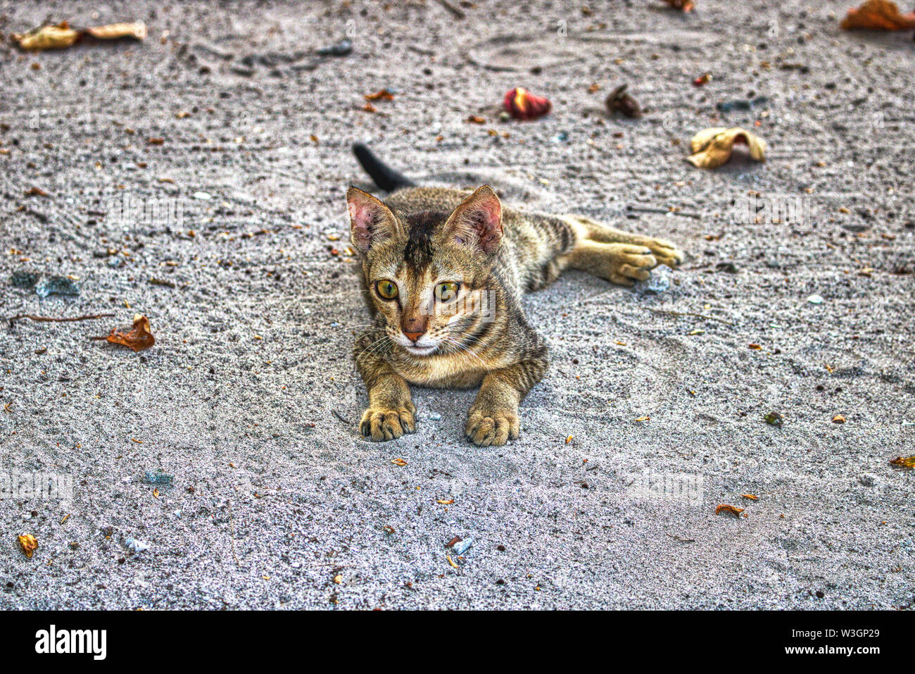 This unique photo shows a wild young cat in the sand. This picture was ...