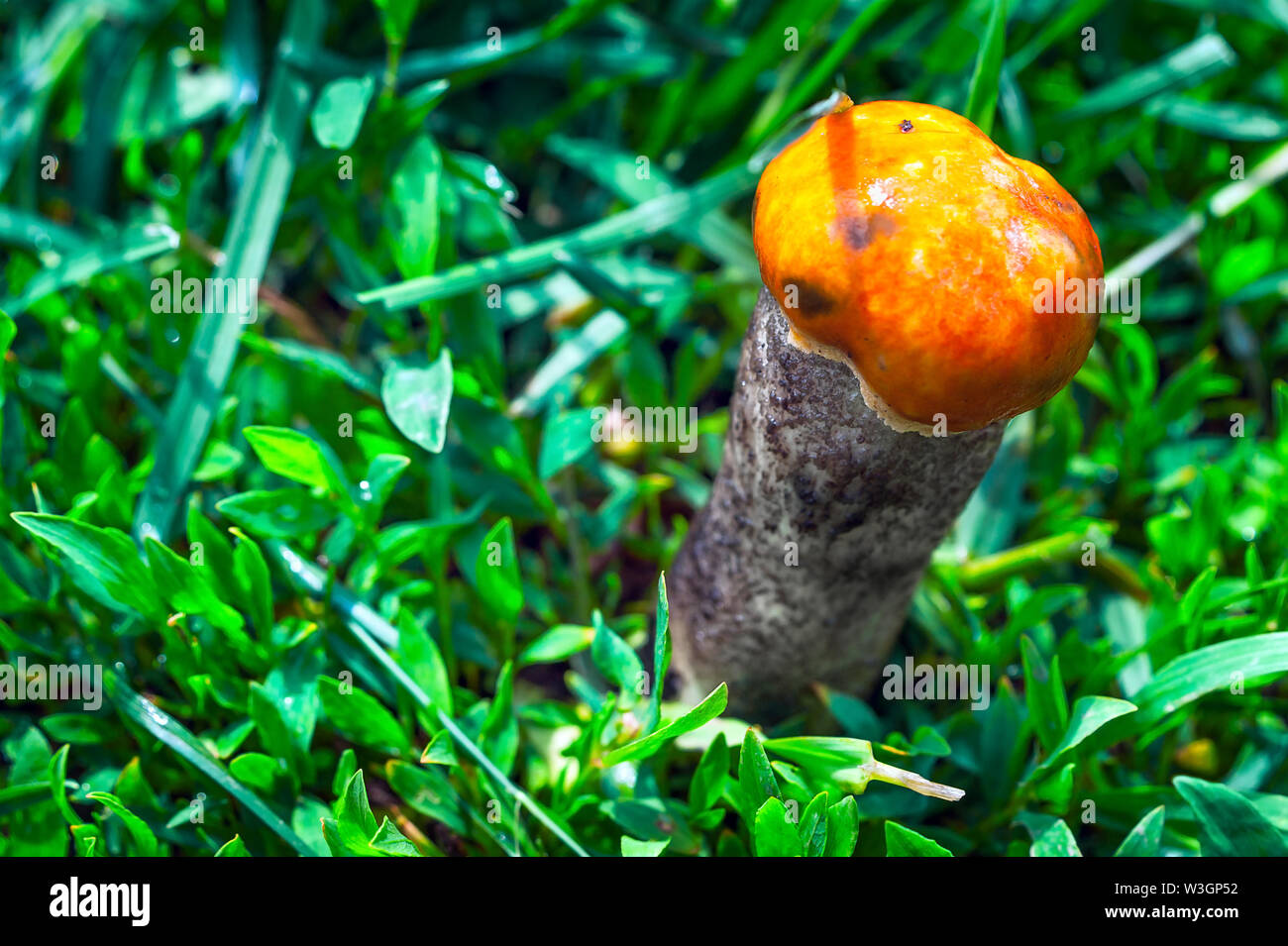Stalk fungus hi-res stock photography and images - Alamy