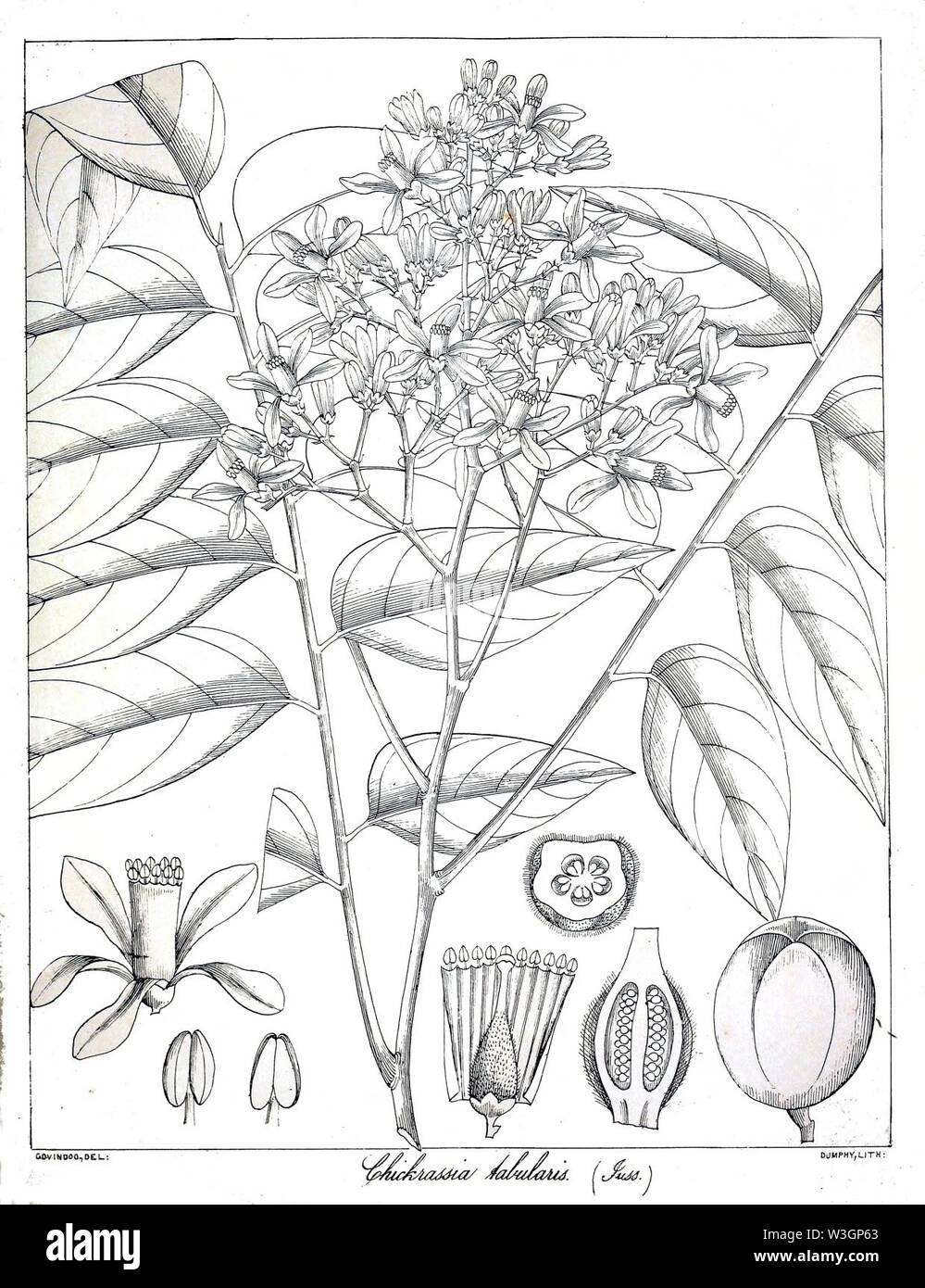 Tabularis Cut Out Stock Images & Pictures - Alamy