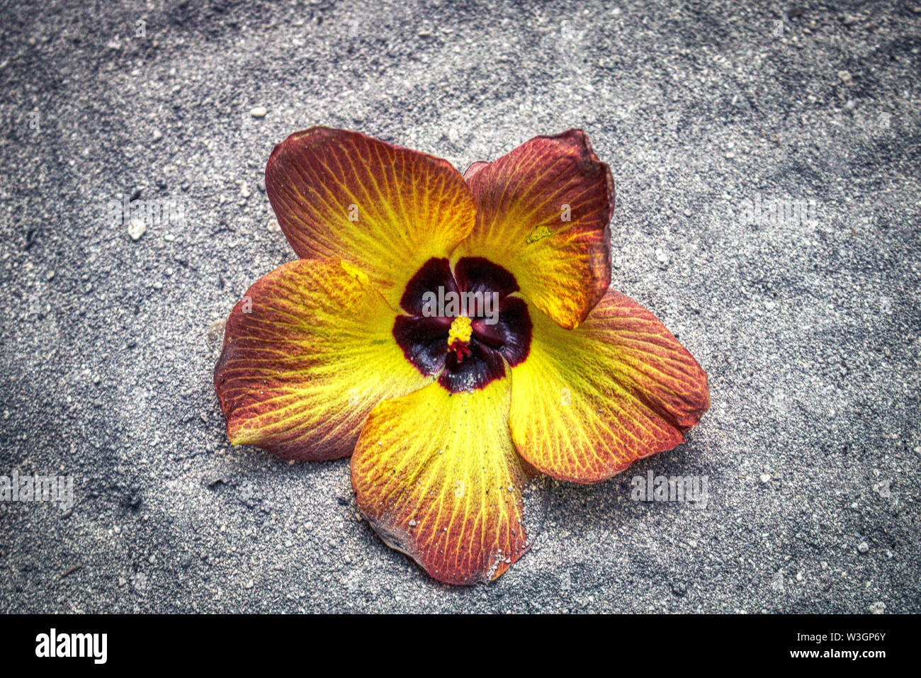 This unique photo shows A red exotic flower lying in the sand. This ...