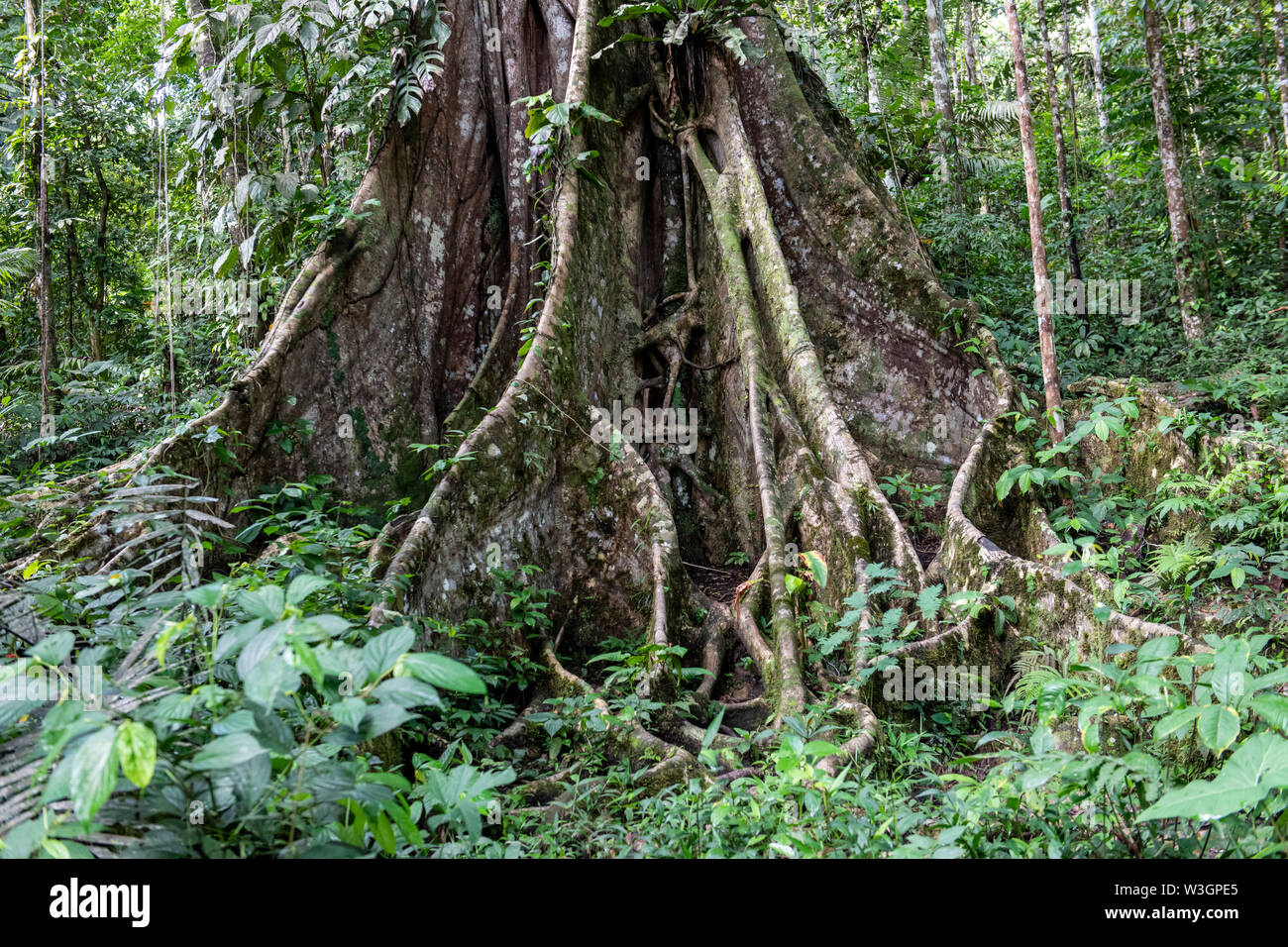 Large Ficus tree in the Amazonian Jungle in Peru Stock Photo - Alamy