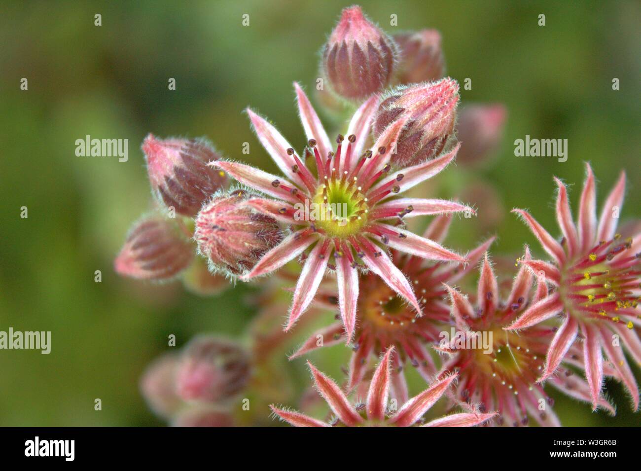 Zoomed in plant hi-res stock photography and images - Alamy