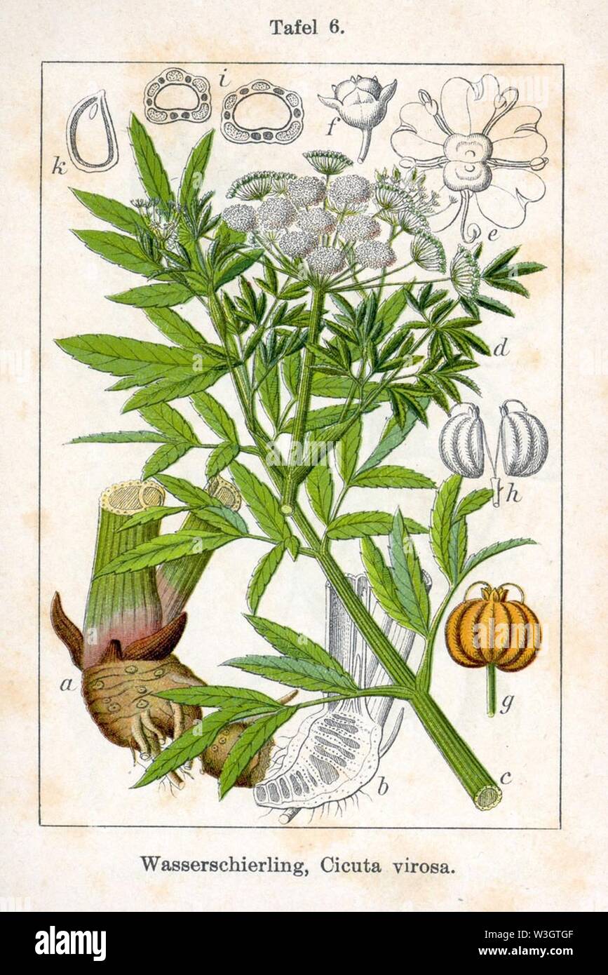 Cicuta virosa Sturm12006 Stock Photo - Alamy