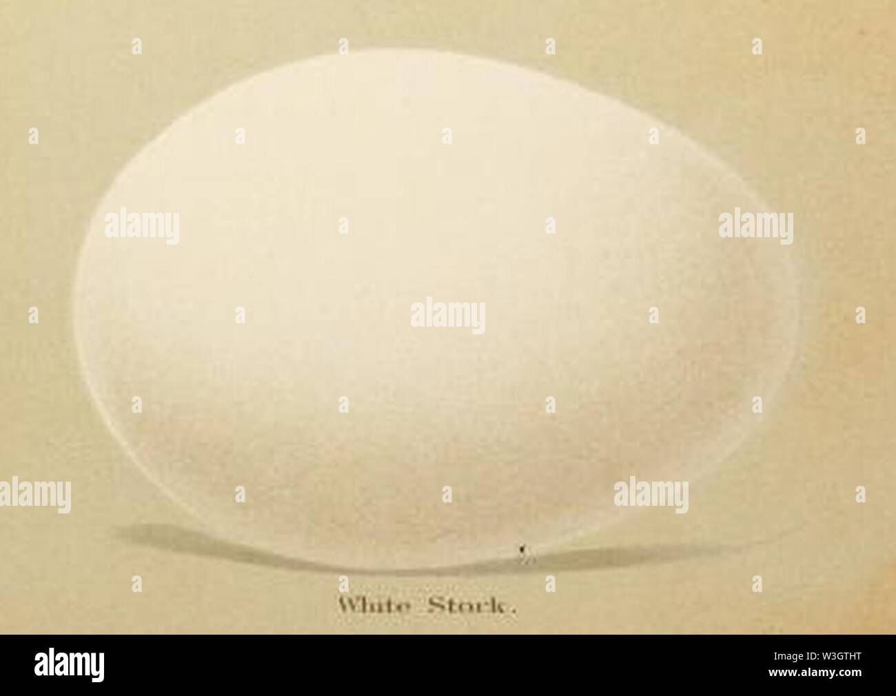 Seebohm hi-res stock photography and images - Alamy