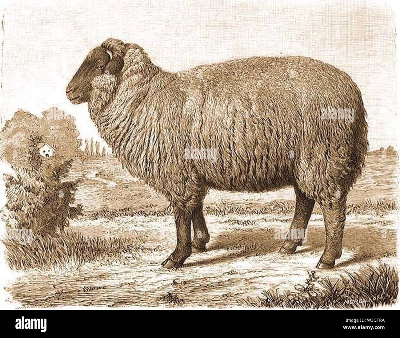 Cigaja hi-res stock photography and images - Alamy