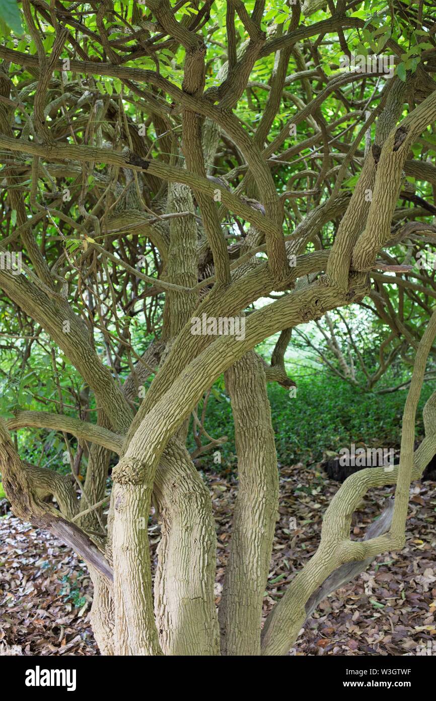 Mahonia tree hi-res stock photography and images - Alamy