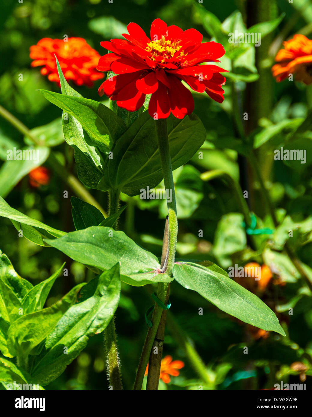 Zinnia leaves hi-res stock photography and images - Alamy