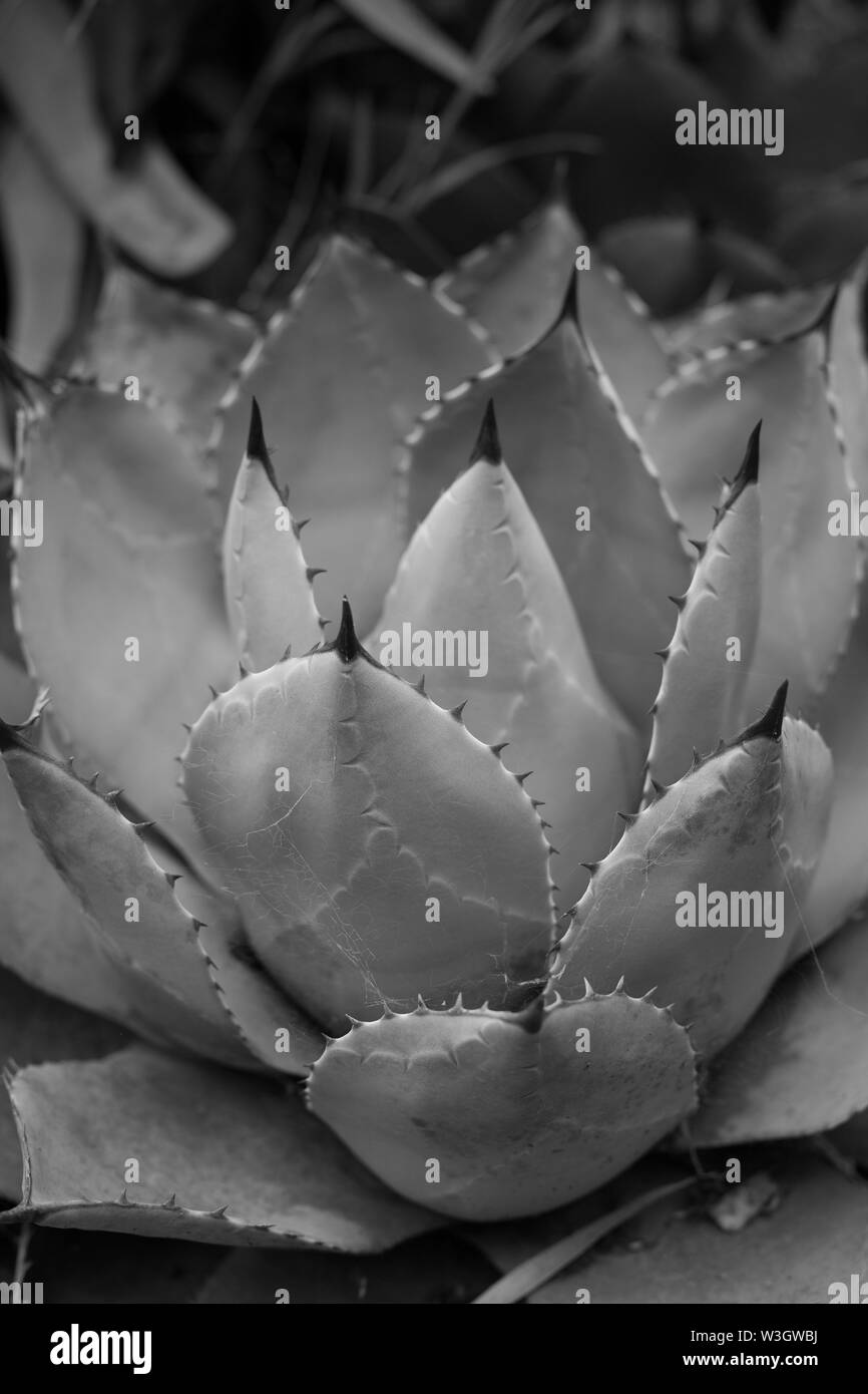Parry's agave hi-res stock photography and images - Alamy