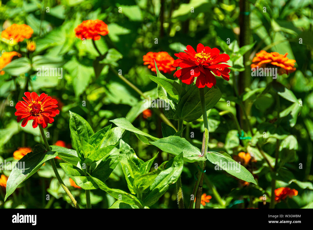 Closeup of Red Zinnias with Bright Green Leaves Growing in a Garden ...