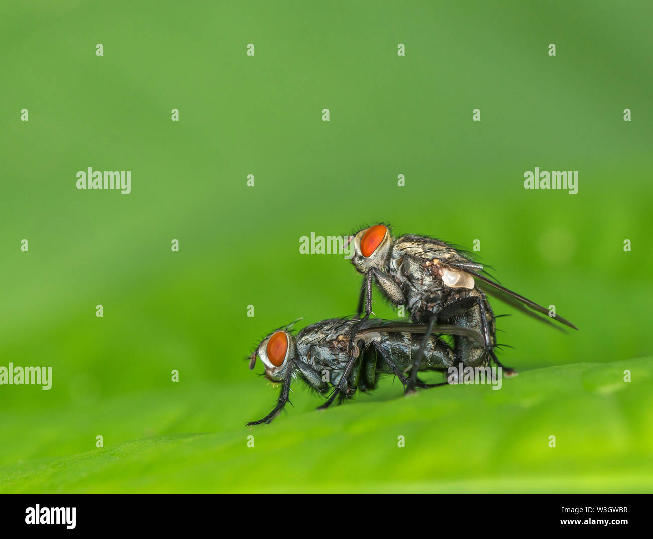 Butterfly mating behavior hi-res stock photography and images - Alamy